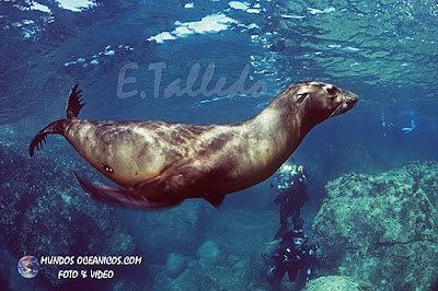 investigacion el mejor: LEON MARINO